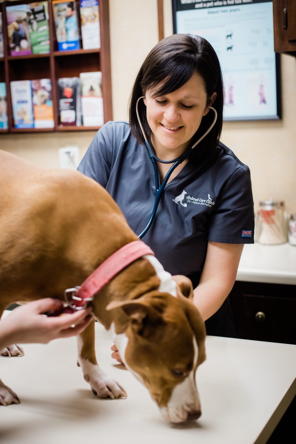 Pet Anesthesia & Surgery Protocol | Animal Care Clinic